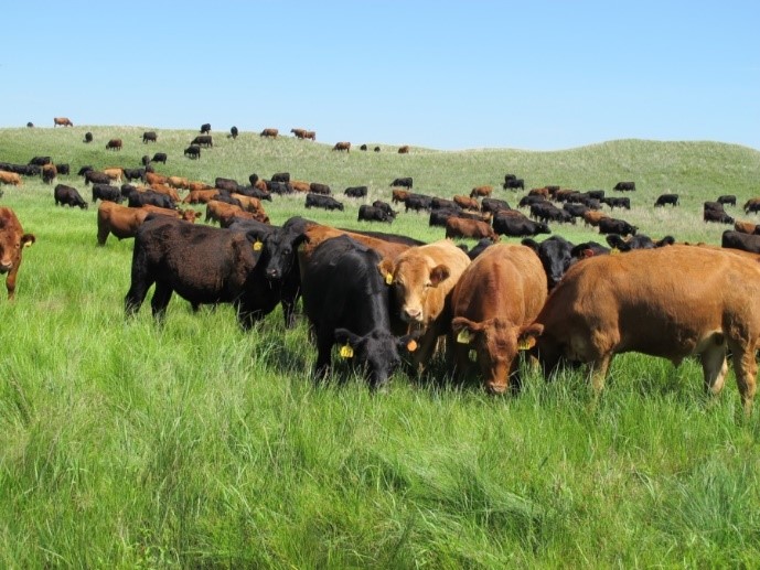 WA Beef | North America Beef, Beef Export in Washington