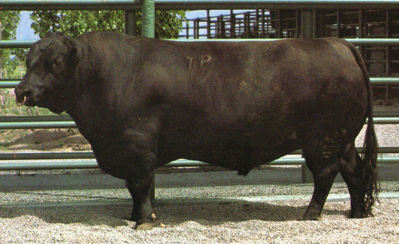 What is Hybrid Beef? - North American Beef