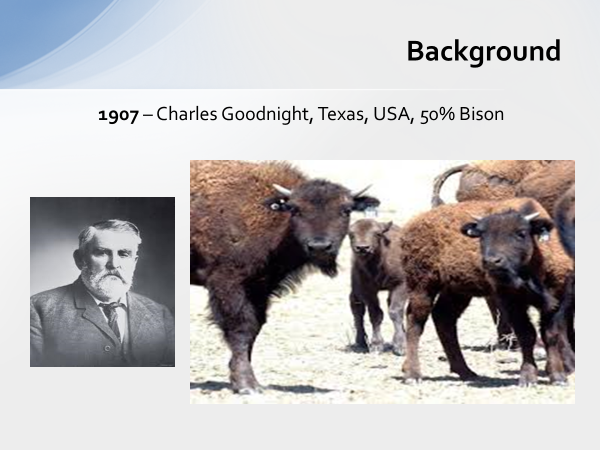 Beefalo History | North America Beef, Beef Export in Washington