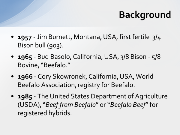 Beefalo History | North America Beef, Beef Export in Washington