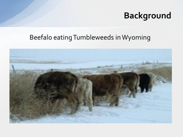 Beefalo History | North America Beef, Beef Export in Washington