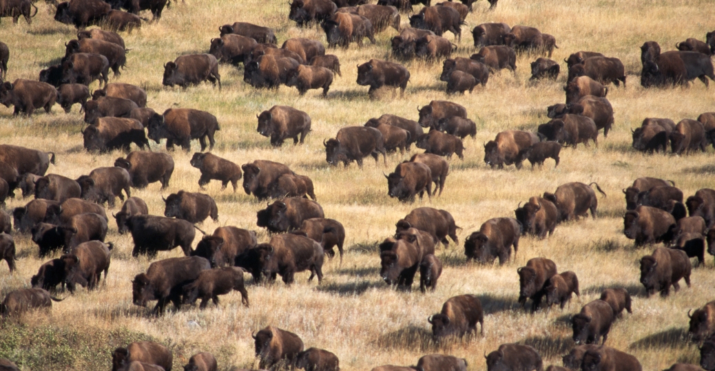 Breeding Beefalo - North American Beef